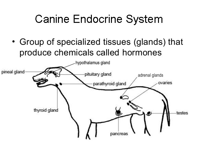 Diseases Overview – Healthy and Happy Dog