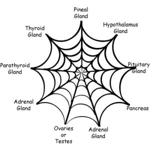 Hormones and the Endocrine System – Healthy and Happy Dog